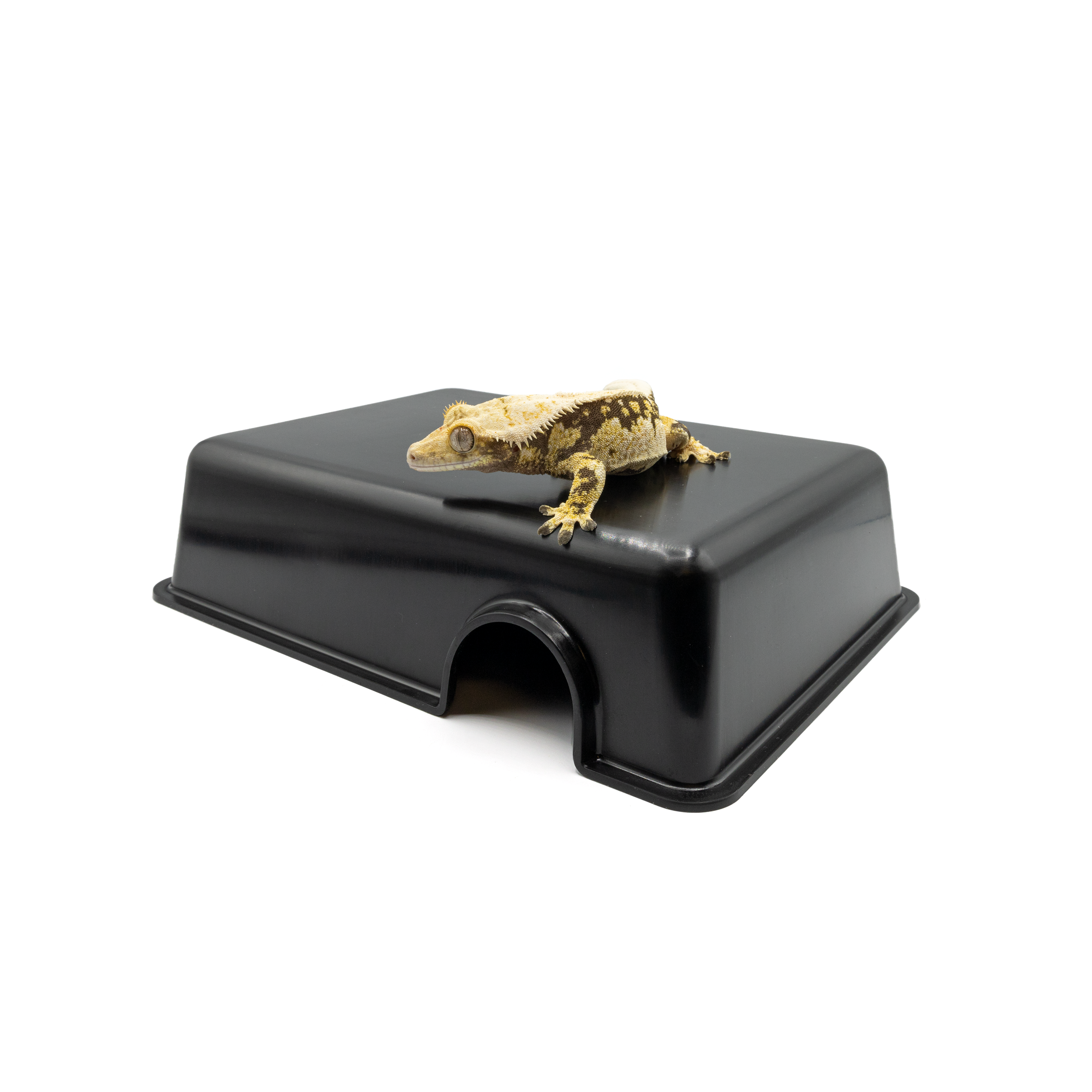 Medium Reptile Hide Box – Pangea Wholesale