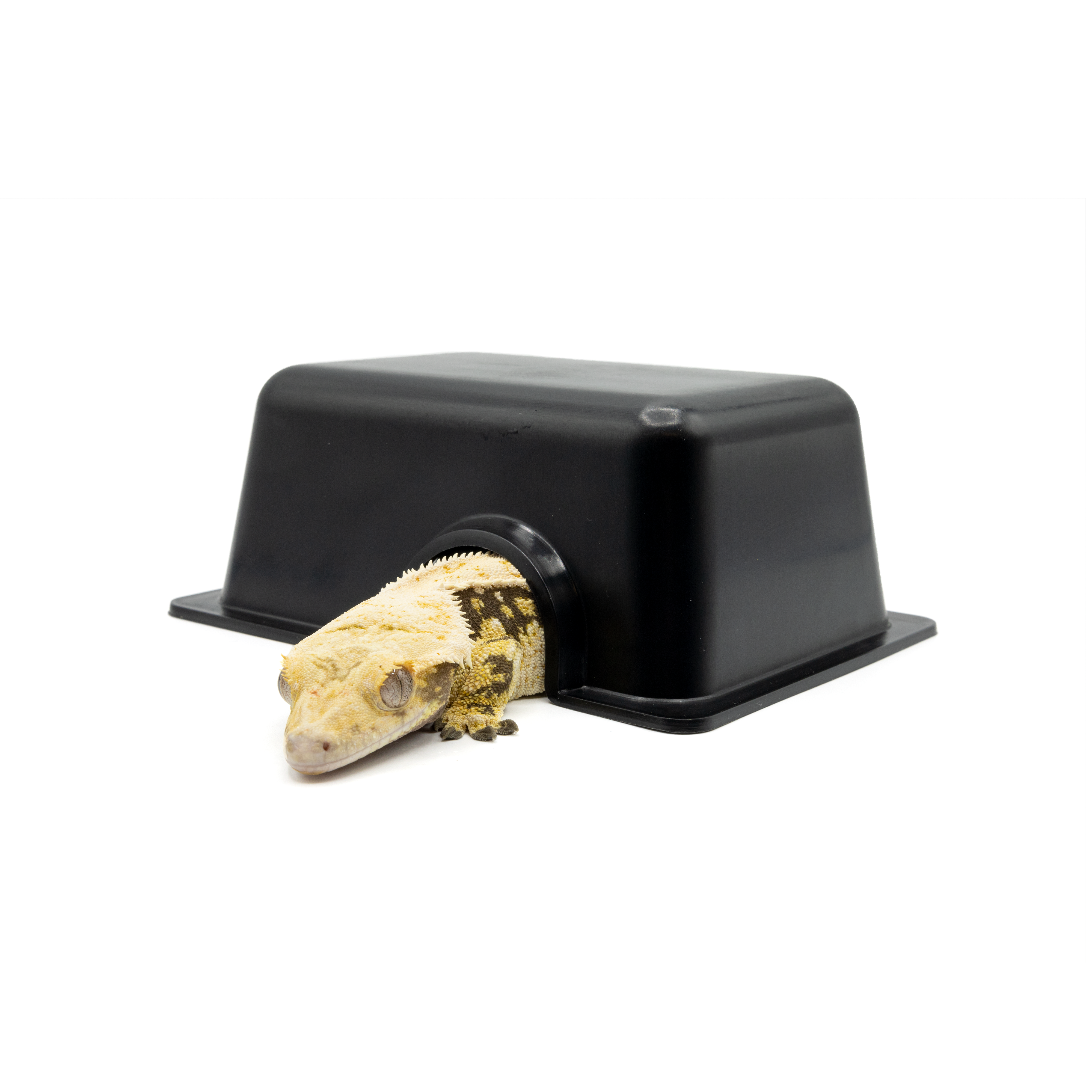 Small Reptile Hide Box – Pangea Wholesale